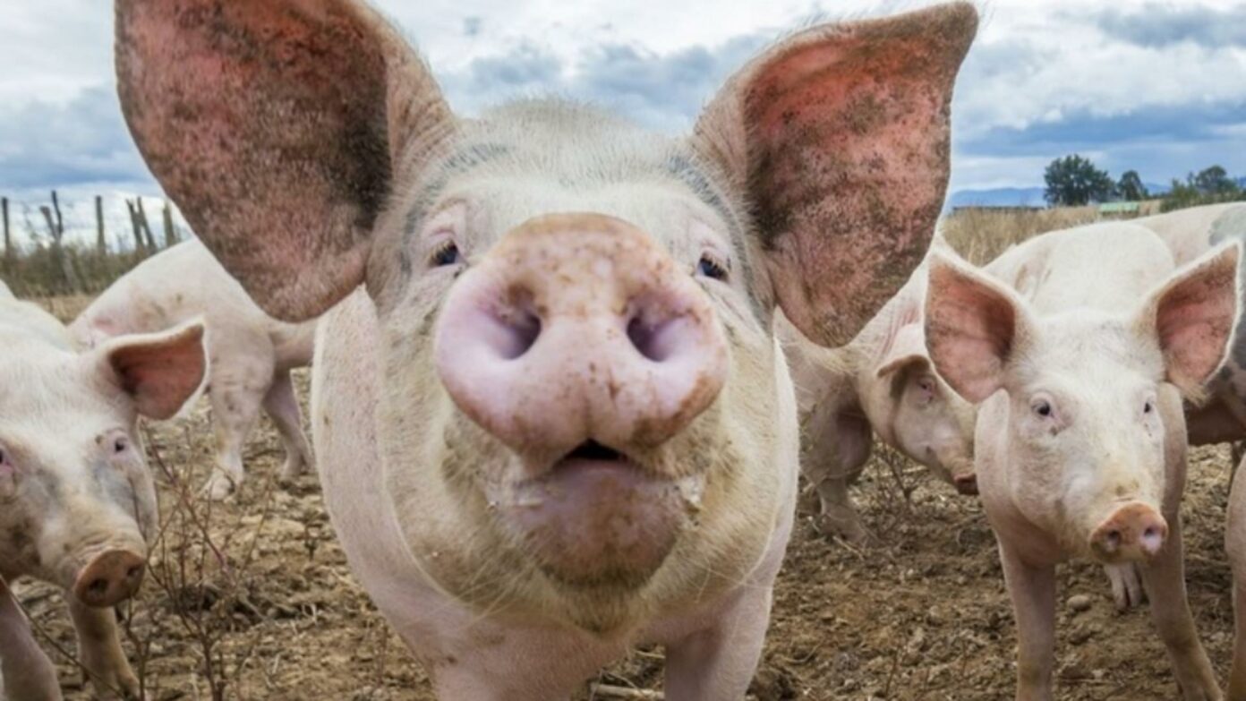 Ajutor de 20 euro/porc pentru fermierii români