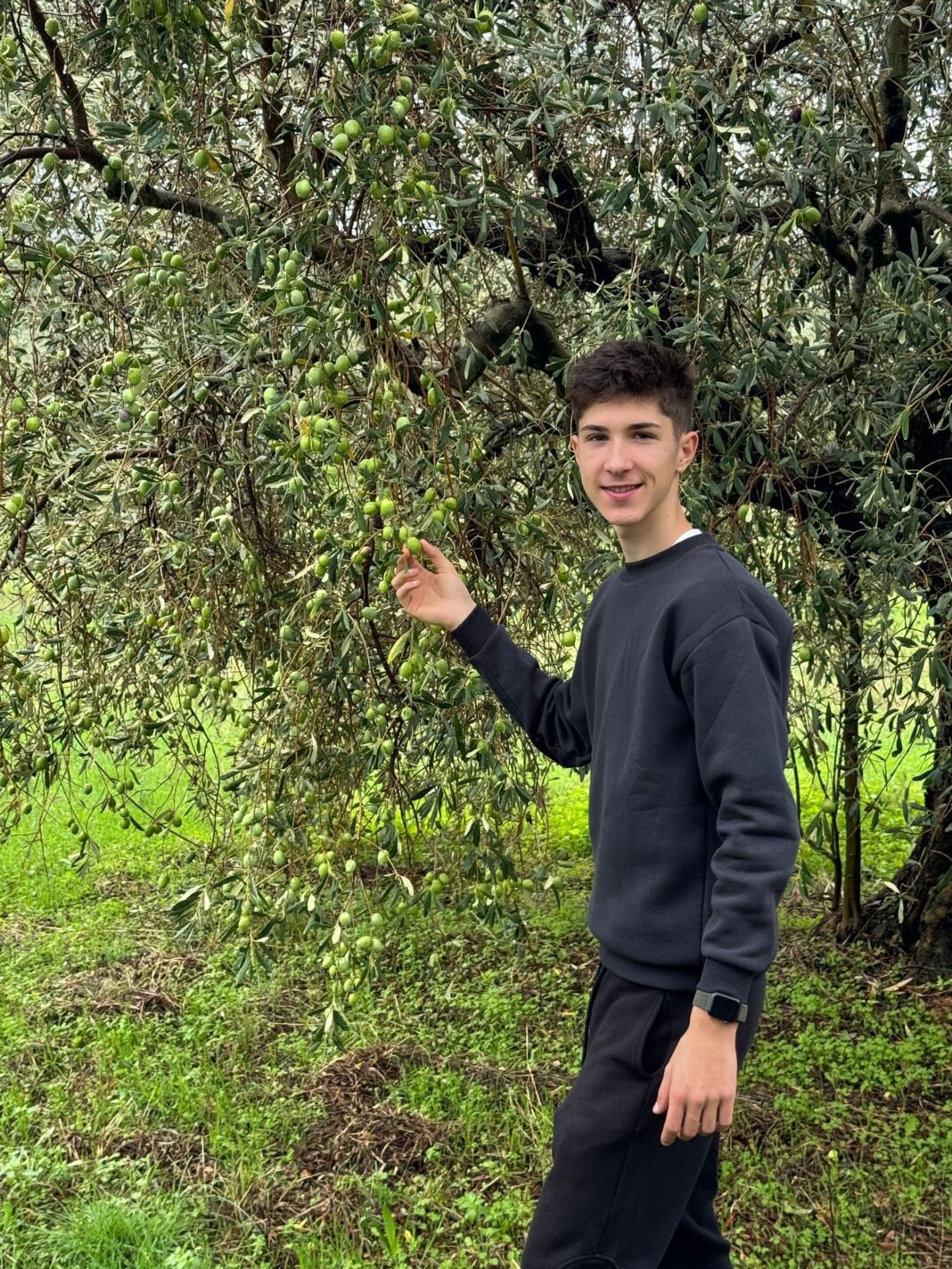 Familia Filipas cumpără o livadă de măslini pe insula Creta